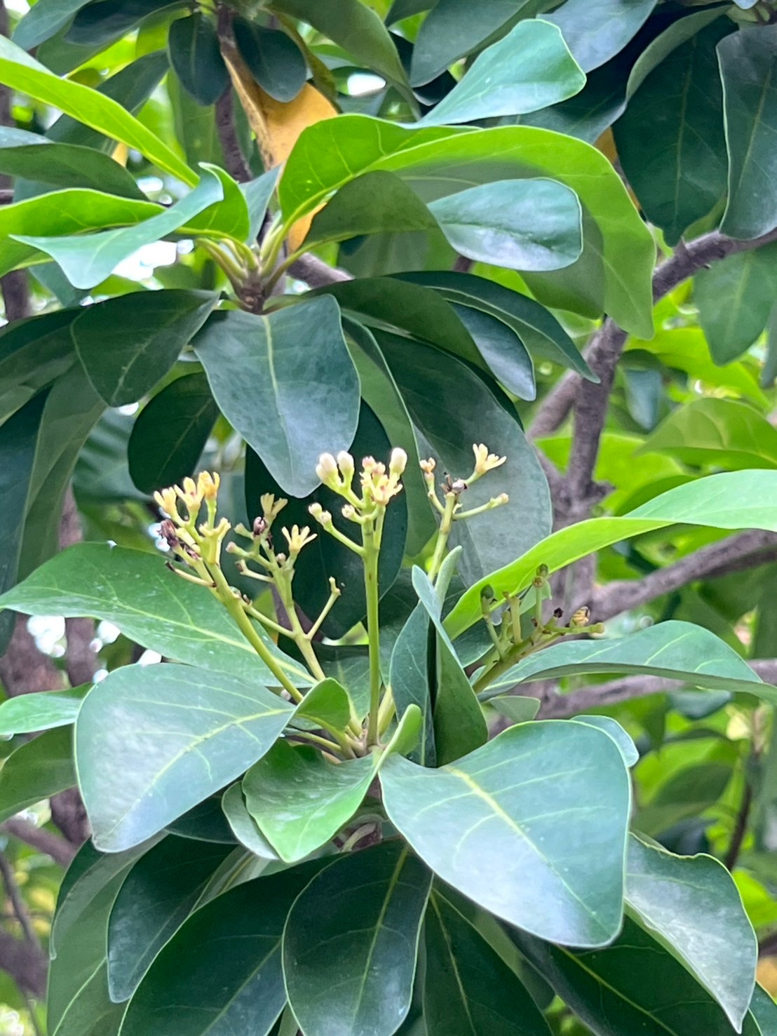 ต้นขาวนิภา (White Chempaka) – วัดมัชฌันติการาม (วัดน้อย) ธ.